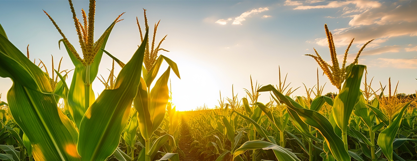 Catálogo de Híbridos | Agro Bayer